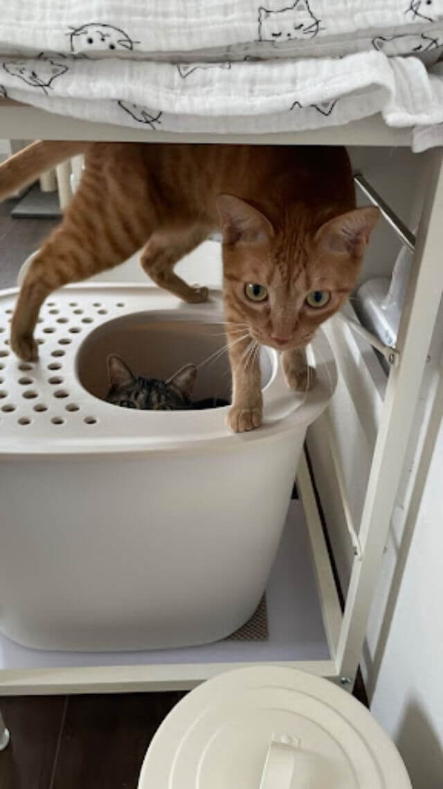 Catlog Boardレビュー！3年使ってわかった魅力を徹底解説 – 猫の親子と暮らす毎日