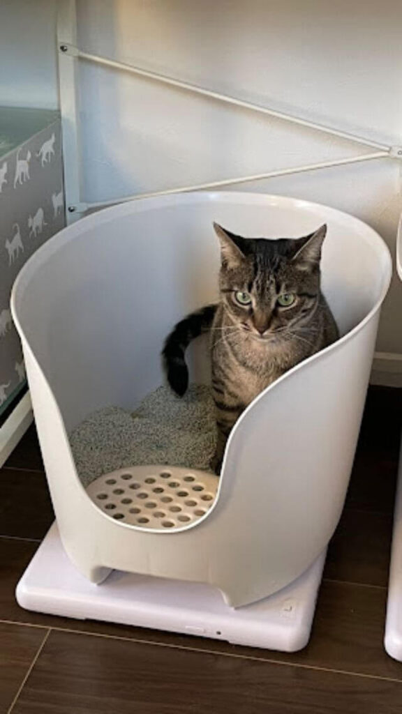 Catlog Boardレビュー！3年使ってわかった魅力を徹底解説 – 猫の親子と暮らす毎日